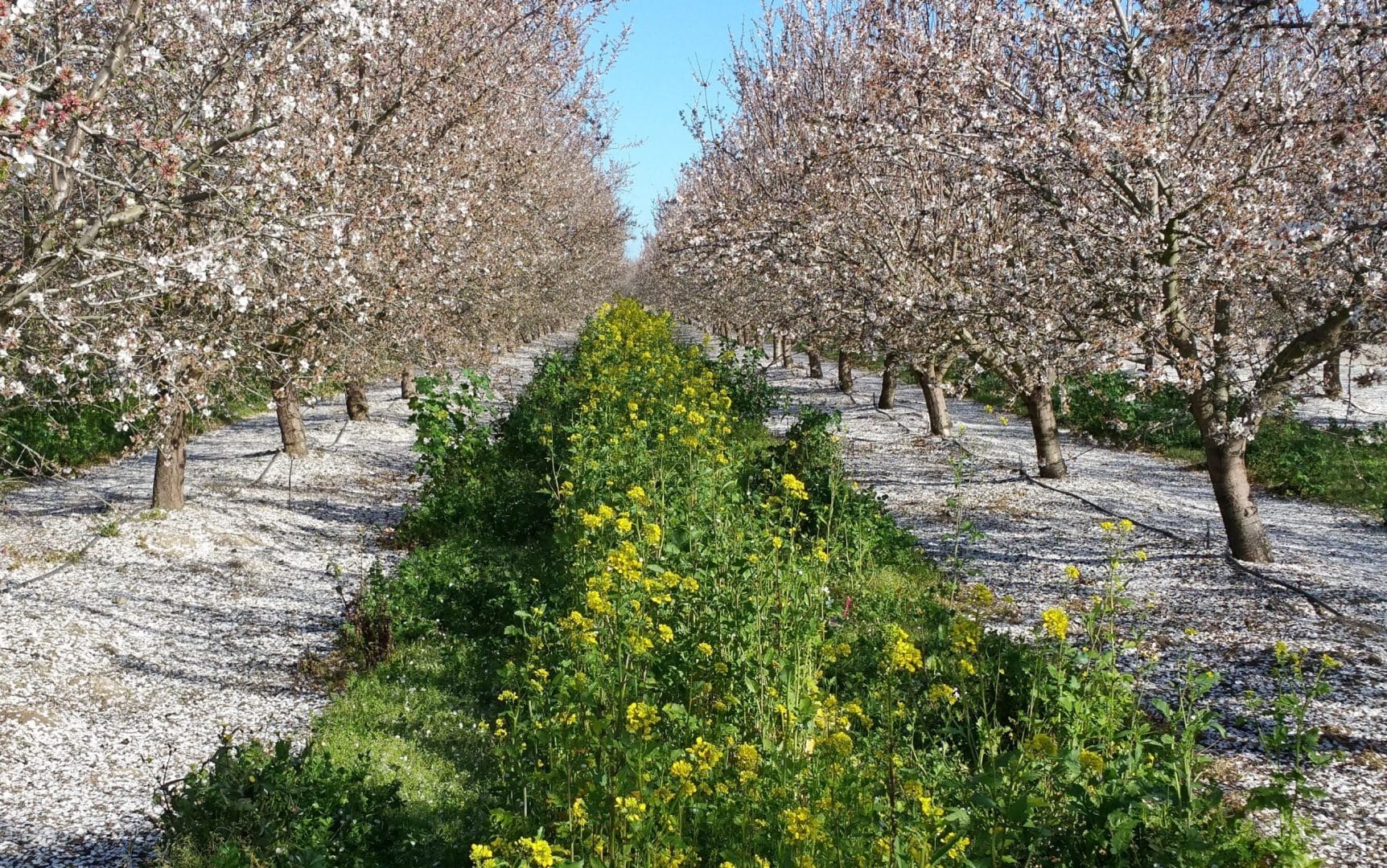 CAFF’s Ecological Farming Program - Community Alliance with Family Farmers