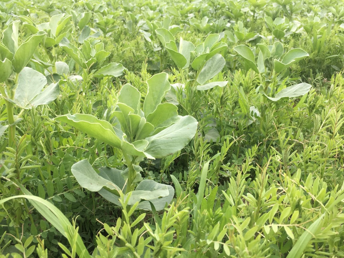 Cover Crops - Community Alliance with Family Farmers