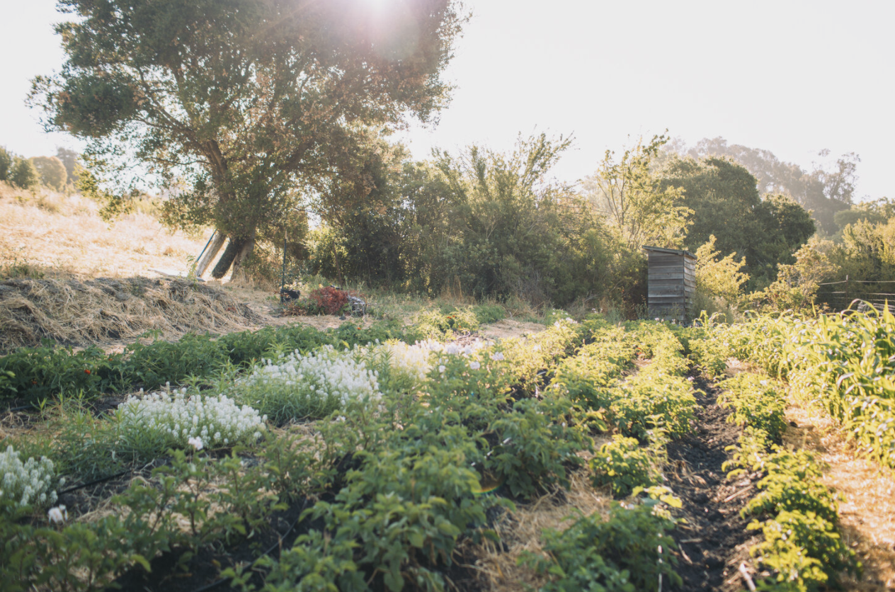 Ag Education Programs - Community Alliance with Family Farmers