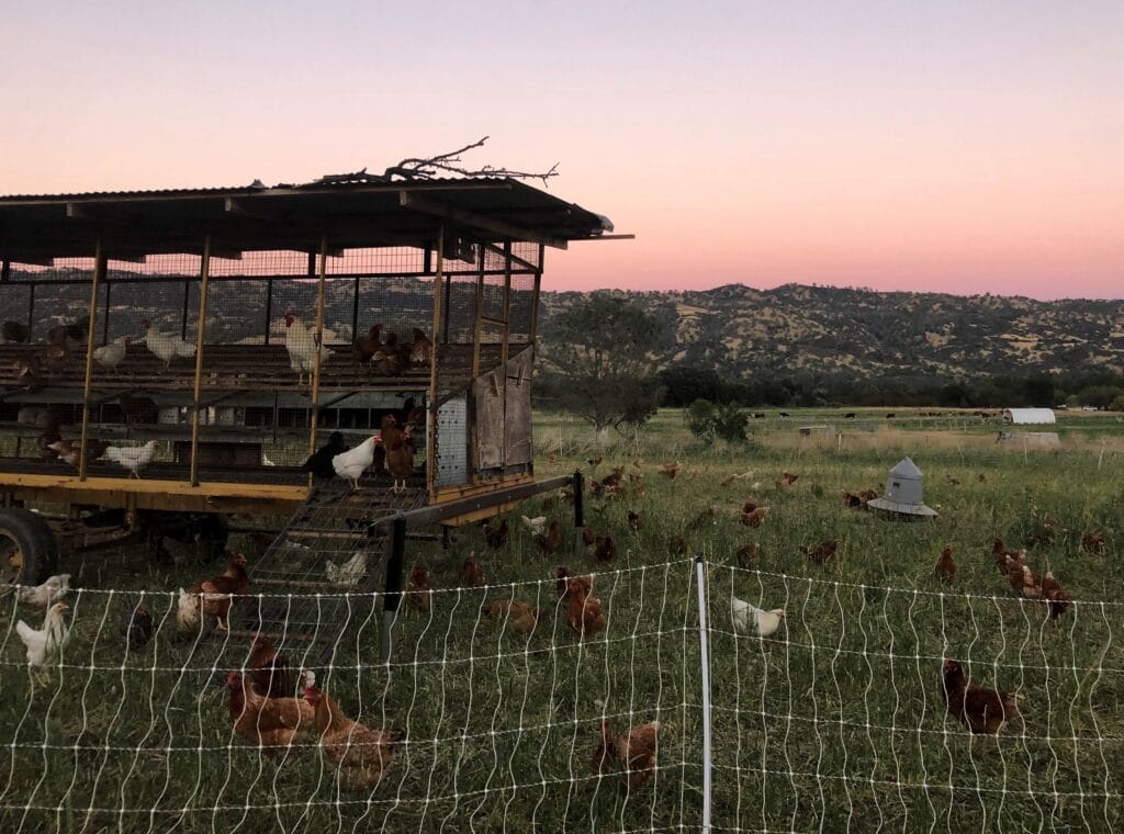 Farmers Beet Podcast on Integrated Crop Livestock Systems with Eatwell ...