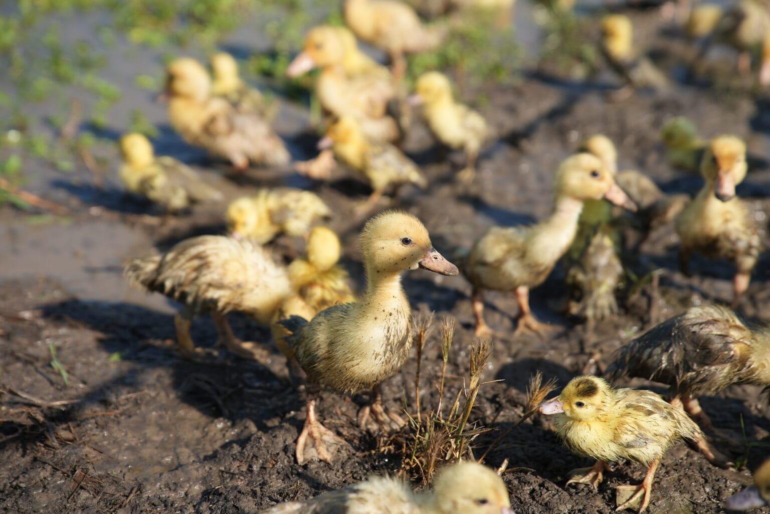 Lopes Family Farm Field Day: Integrated rice and duck farming ...