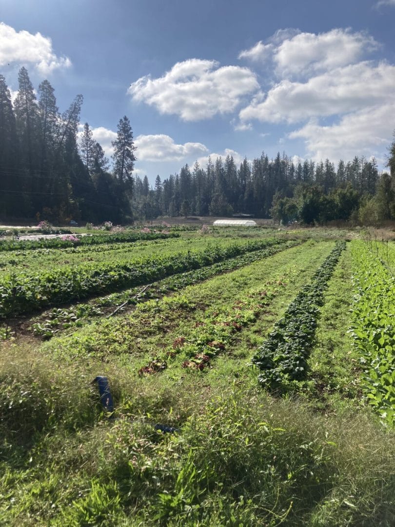 Gully Stuffing - Community Alliance with Family Farmers