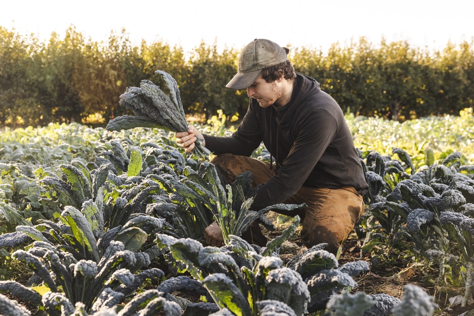 Farmboy Organics - Community Alliance with Family Farmers